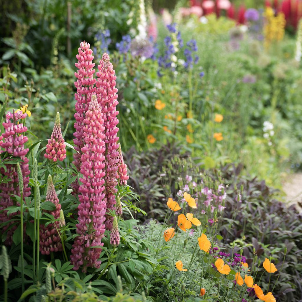 Photographing Gardens - Tips and Techniques for the best shots